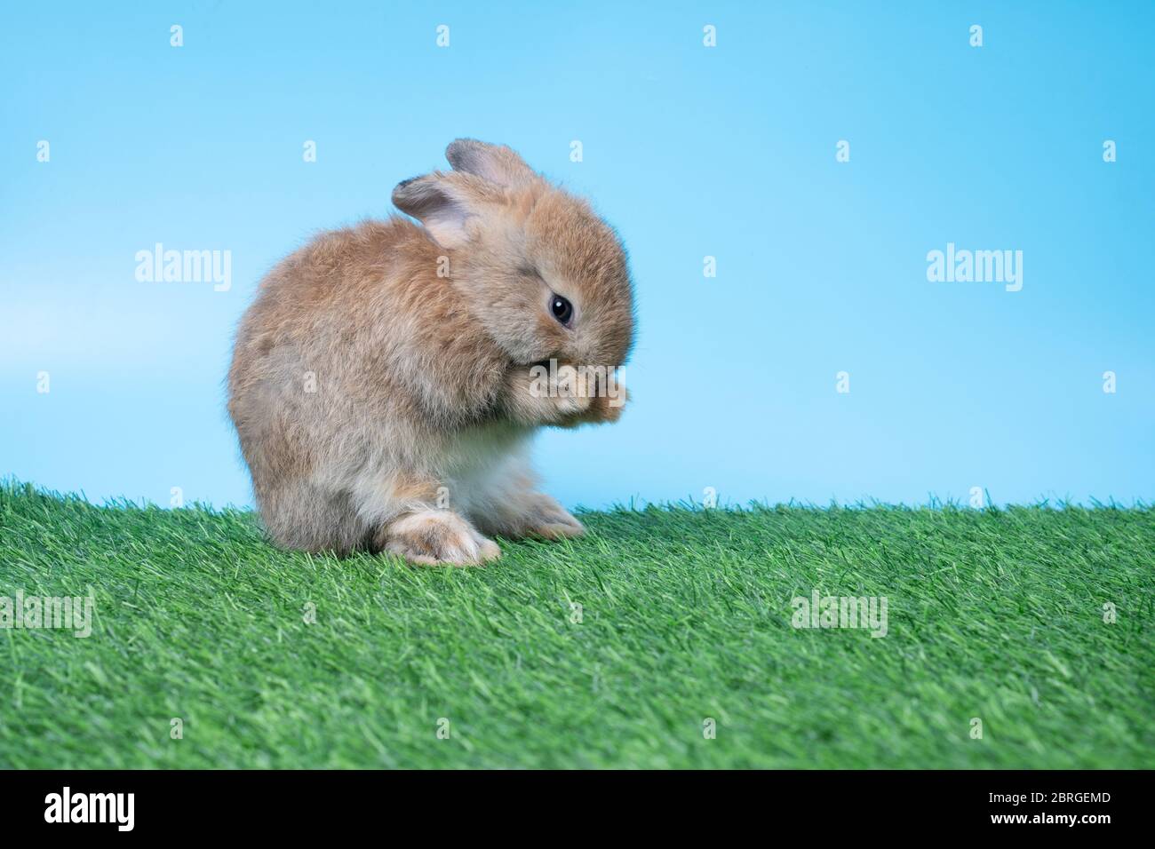 Furry and fluffy cute Black rabbit is Standing on two legs on Green ...