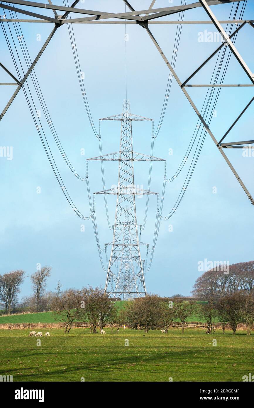 electricity pylons in countryside farm field, lancashire, england,uk ...