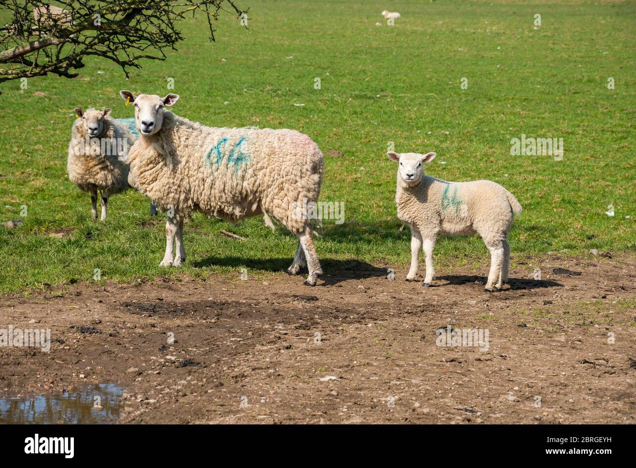 sheep in countryside; lancashire; england; uk Stock Photo - Alamy