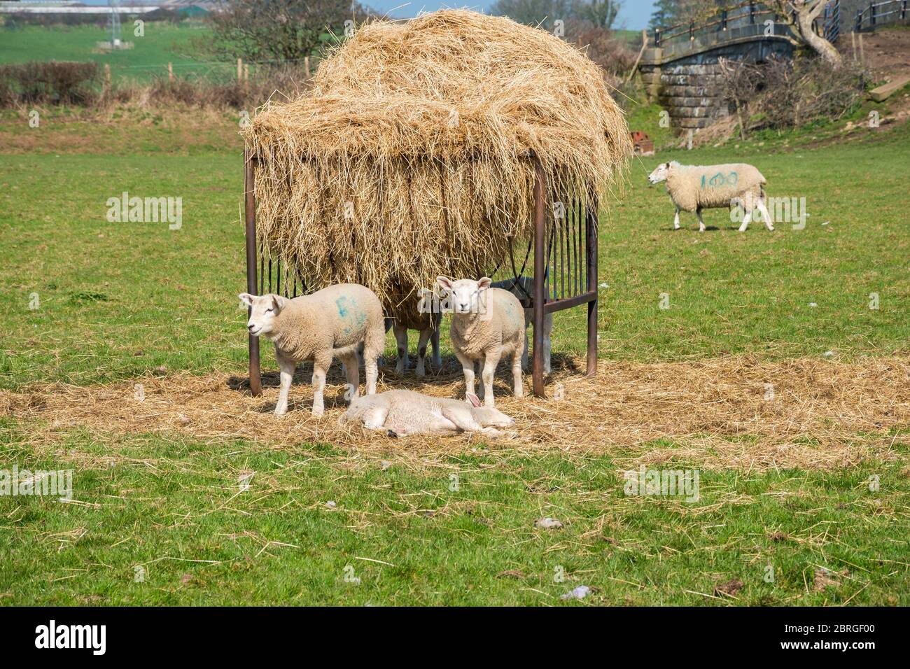 sheep in countryside; lancashire; england; uk Stock Photo - Alamy