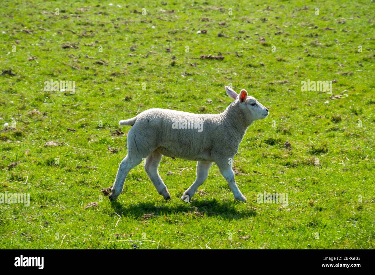 Lambing england hi-res stock photography and images - Alamy