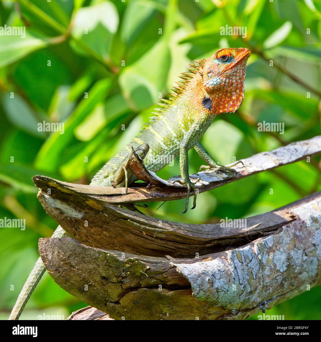 Common Green Forest Lizard, (Calotes calotes), male, near Matara, Sri ...