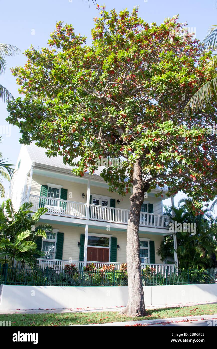 Key West resort town tree that has half red, half green leaves (Florida ...