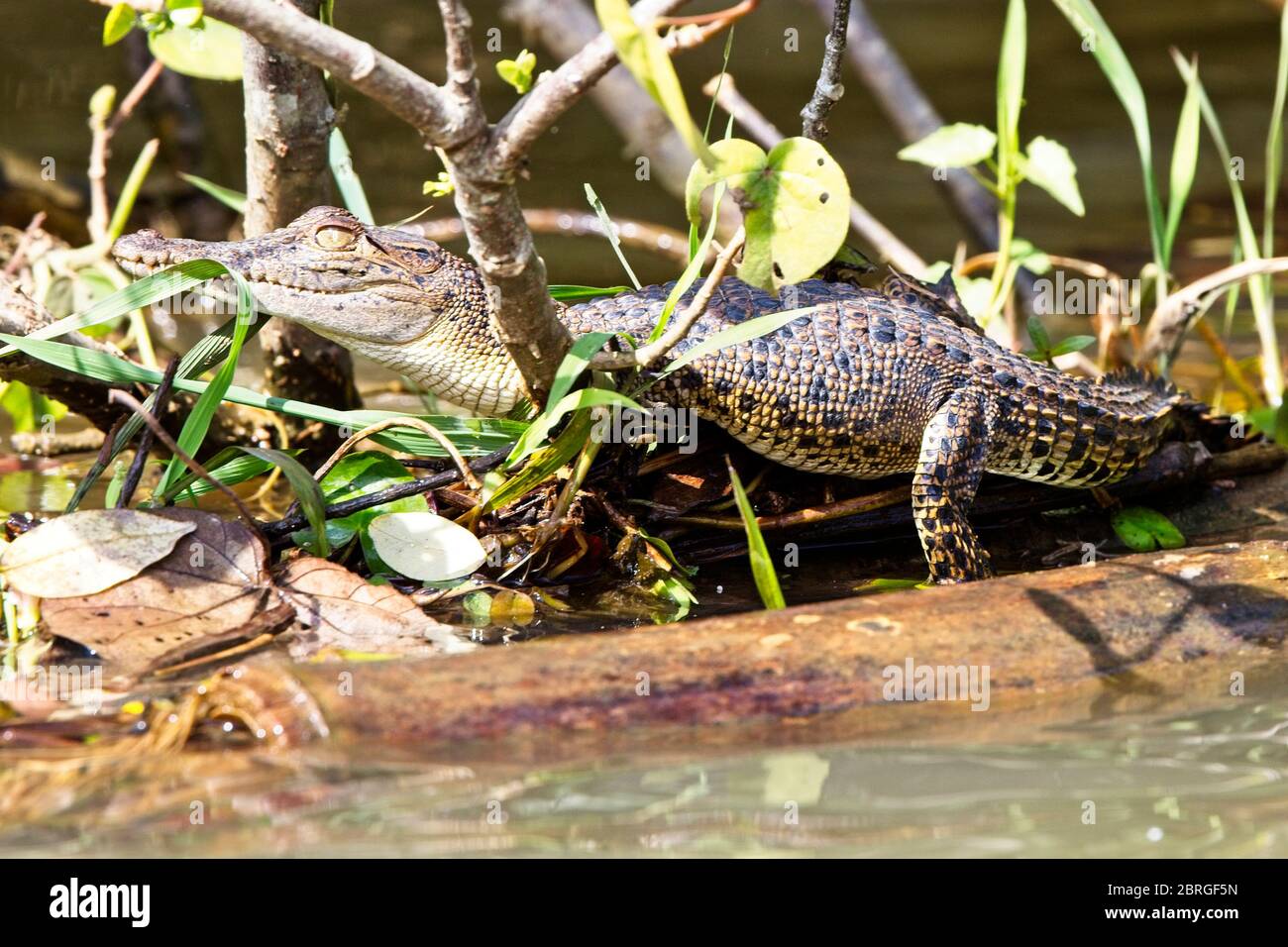 Juvenile saltwater crocodile crocodylus porosus hi-res stock photography and images - Alamy