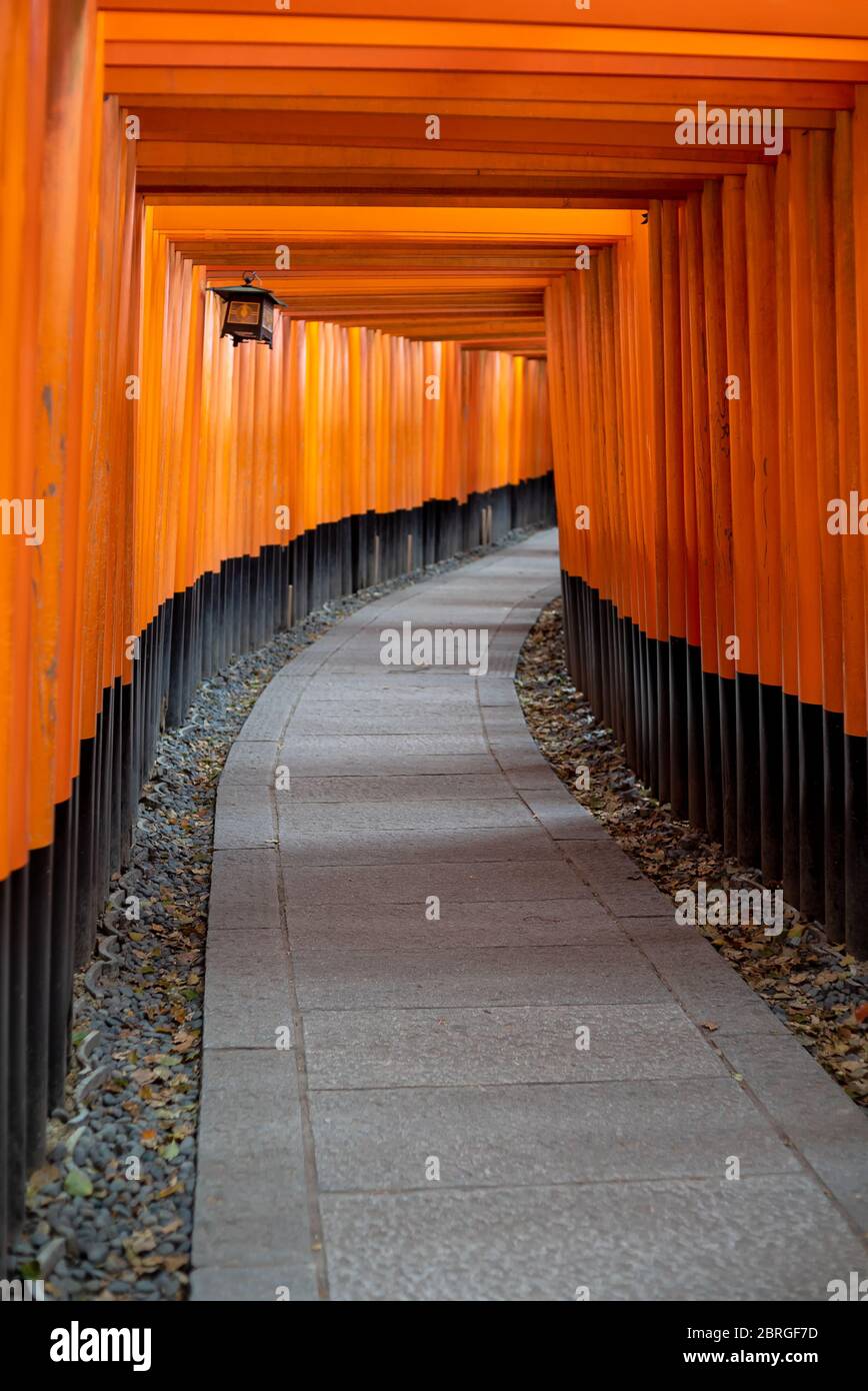 Torii path lined with thousands of torii in the Fushimi Inari Taisha ...