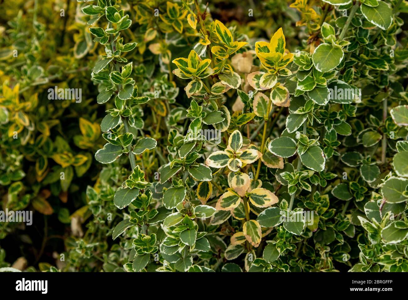 Background of euonymus bush known as spindle tree Stock Photo - Alamy
