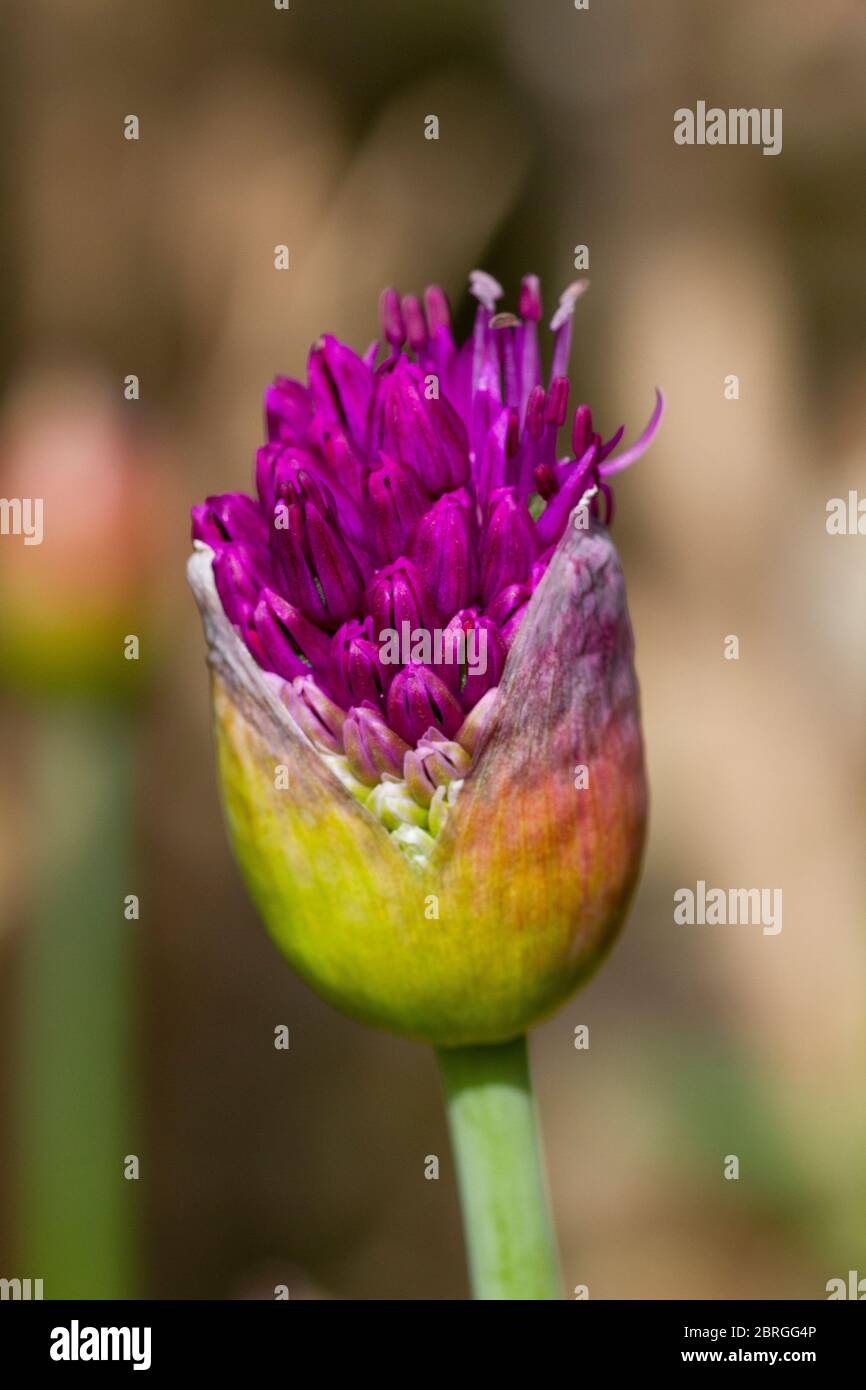 Bud burst hi-res stock photography and images - Alamy