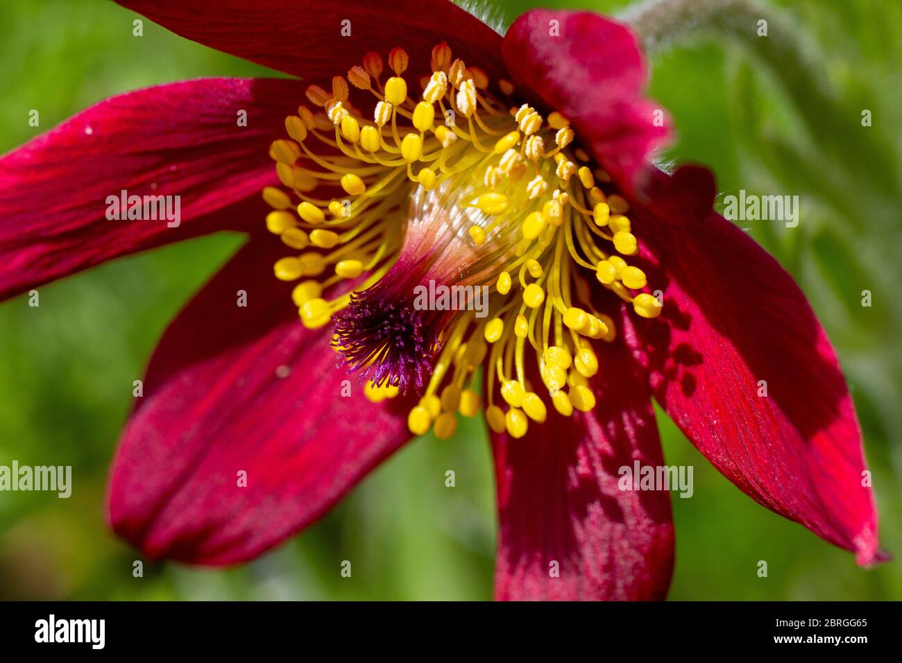 Yellow pasque flower hi-res stock photography and images - Alamy