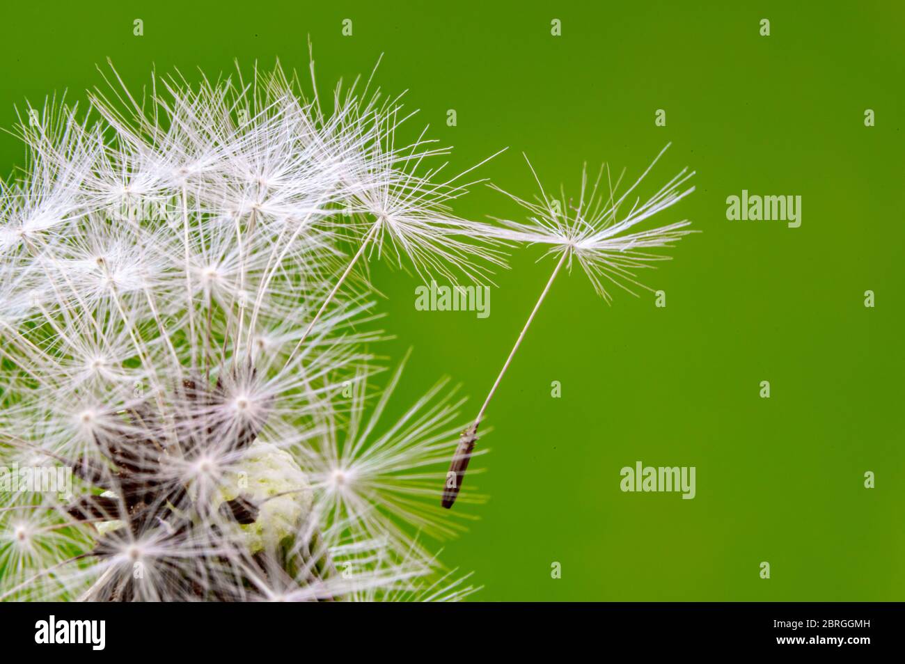 Dandelion clock seeds holding on Stock Photo - Alamy
