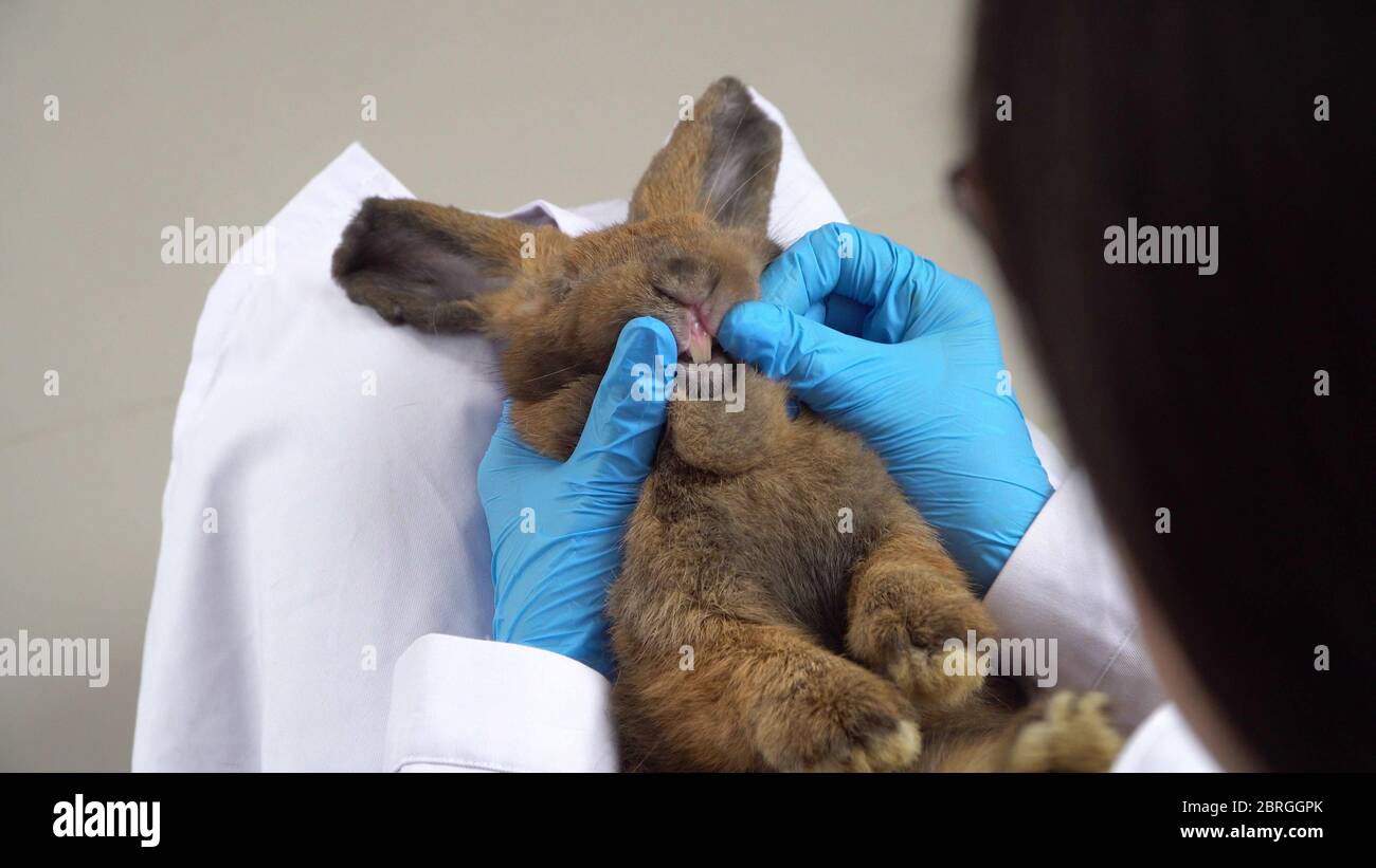 Veterinarian are carrying a rabbit on his lap and trying to open rabbit ...