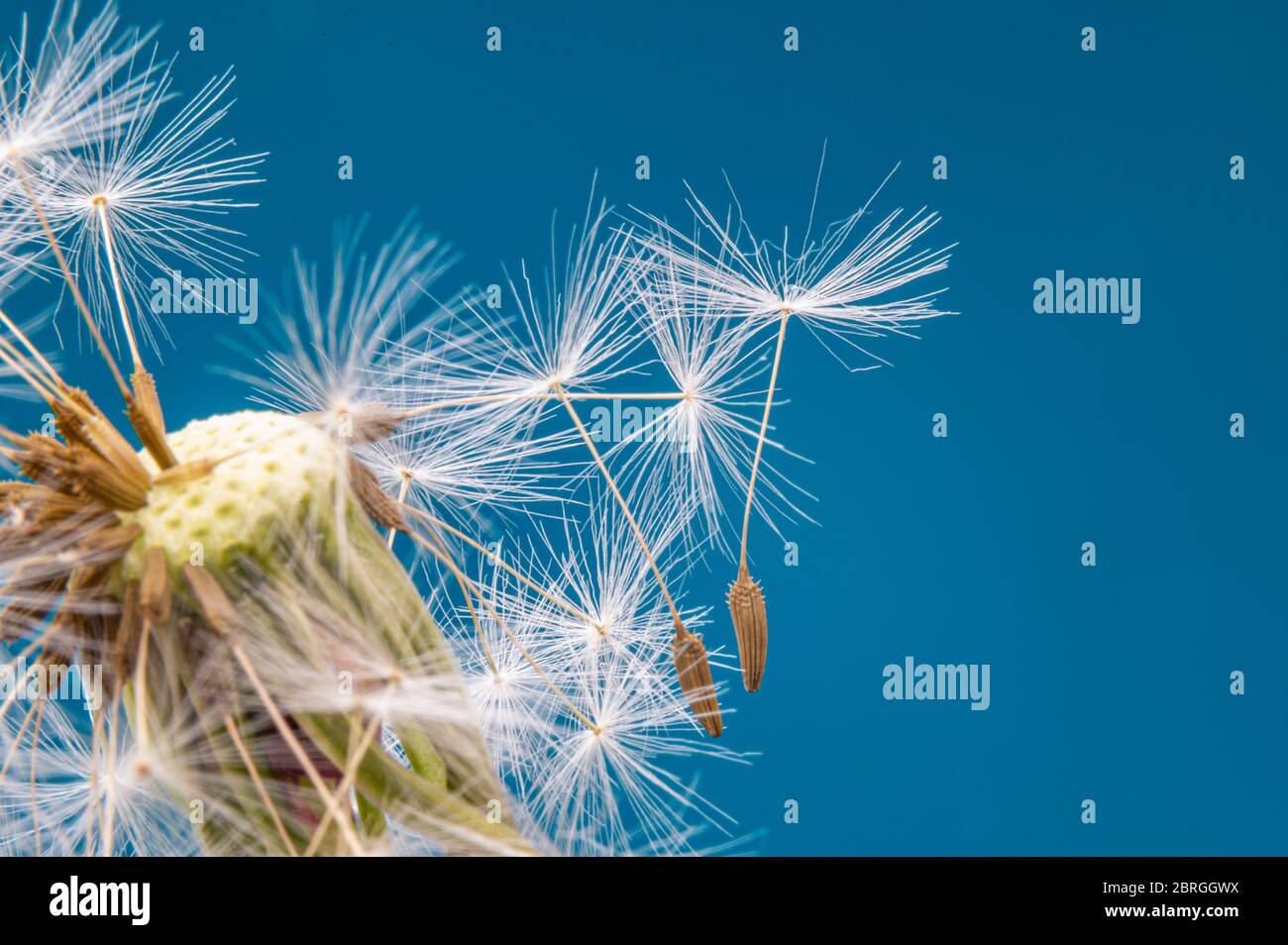 Dandelion clock seeds Stock Photo - Alamy