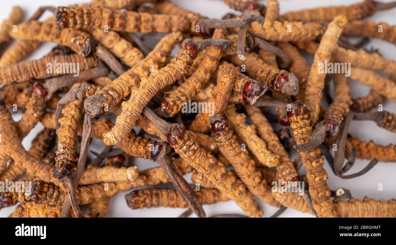 Vegetable caterpillar fungus hi-res stock photography and images - Alamy