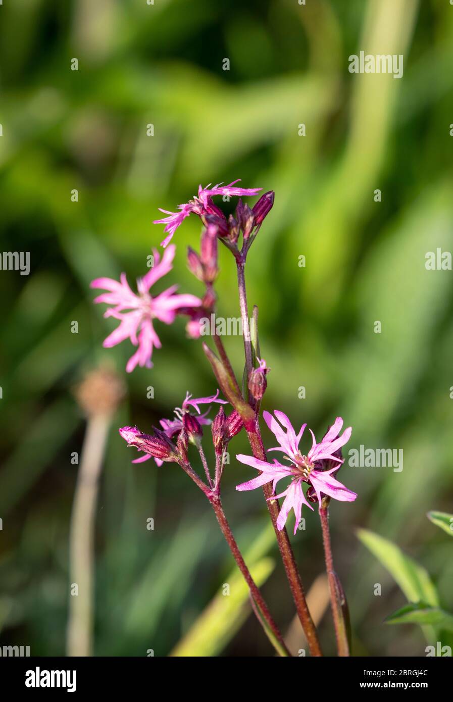 Wildflower meadow england spring hi-res stock photography and images ...