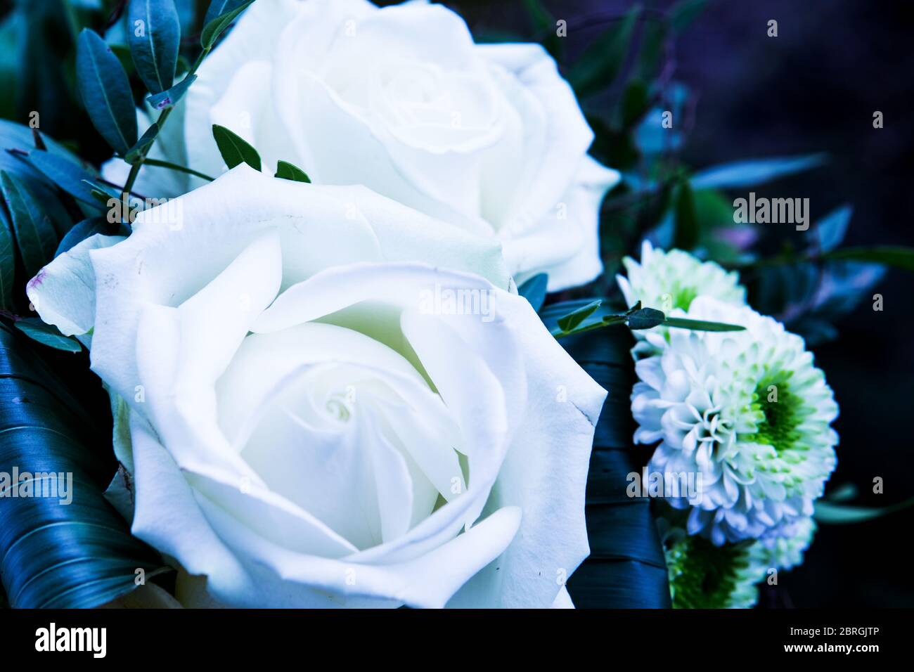 Two white roses hi-res stock photography and images - Alamy