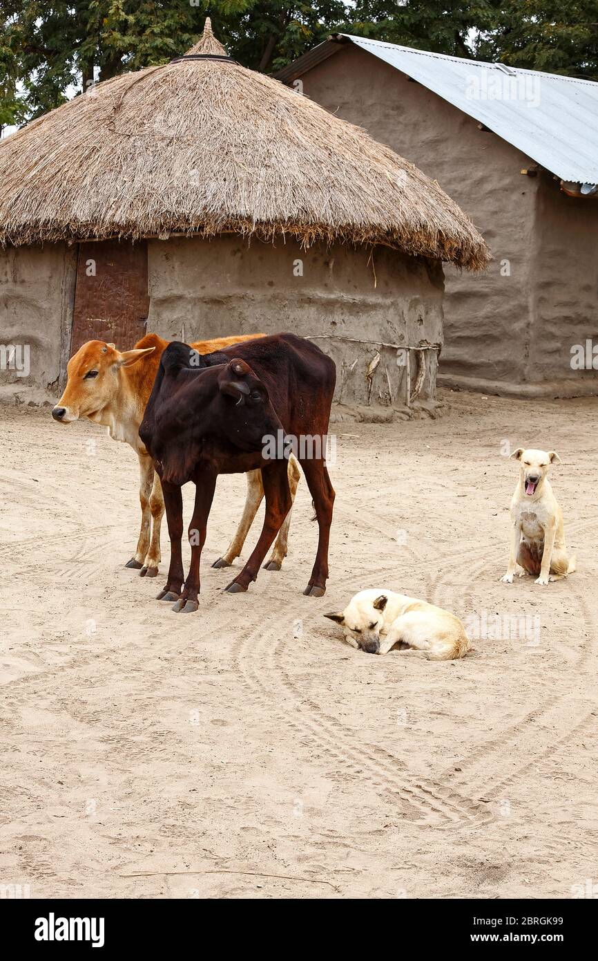 two cows, two dogs, Maasai village, traditional round mud house ...