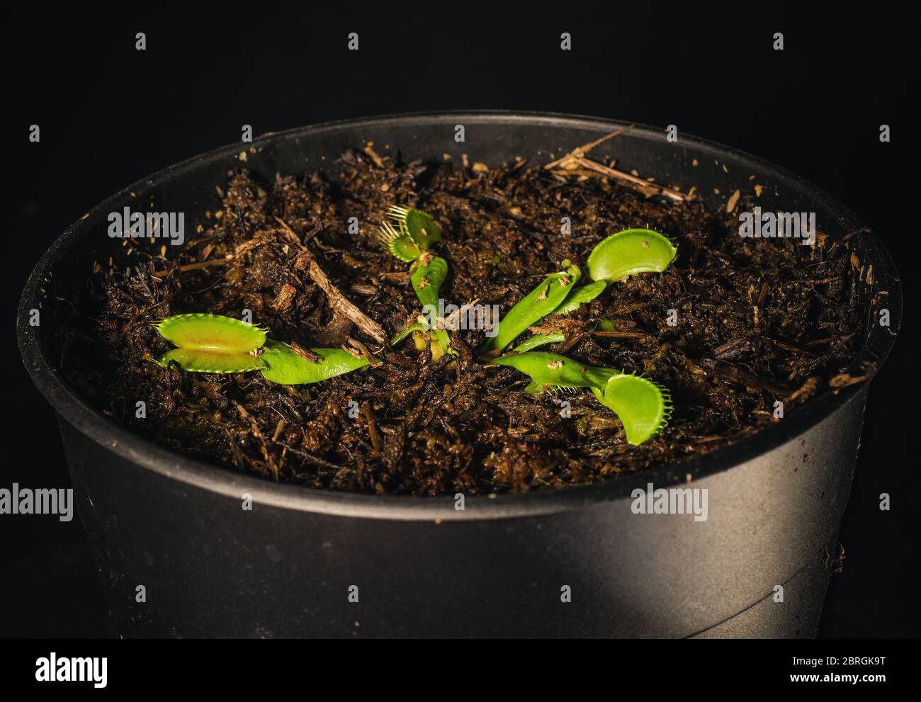 Venus flytrap pot hi-res stock photography and images - Alamy