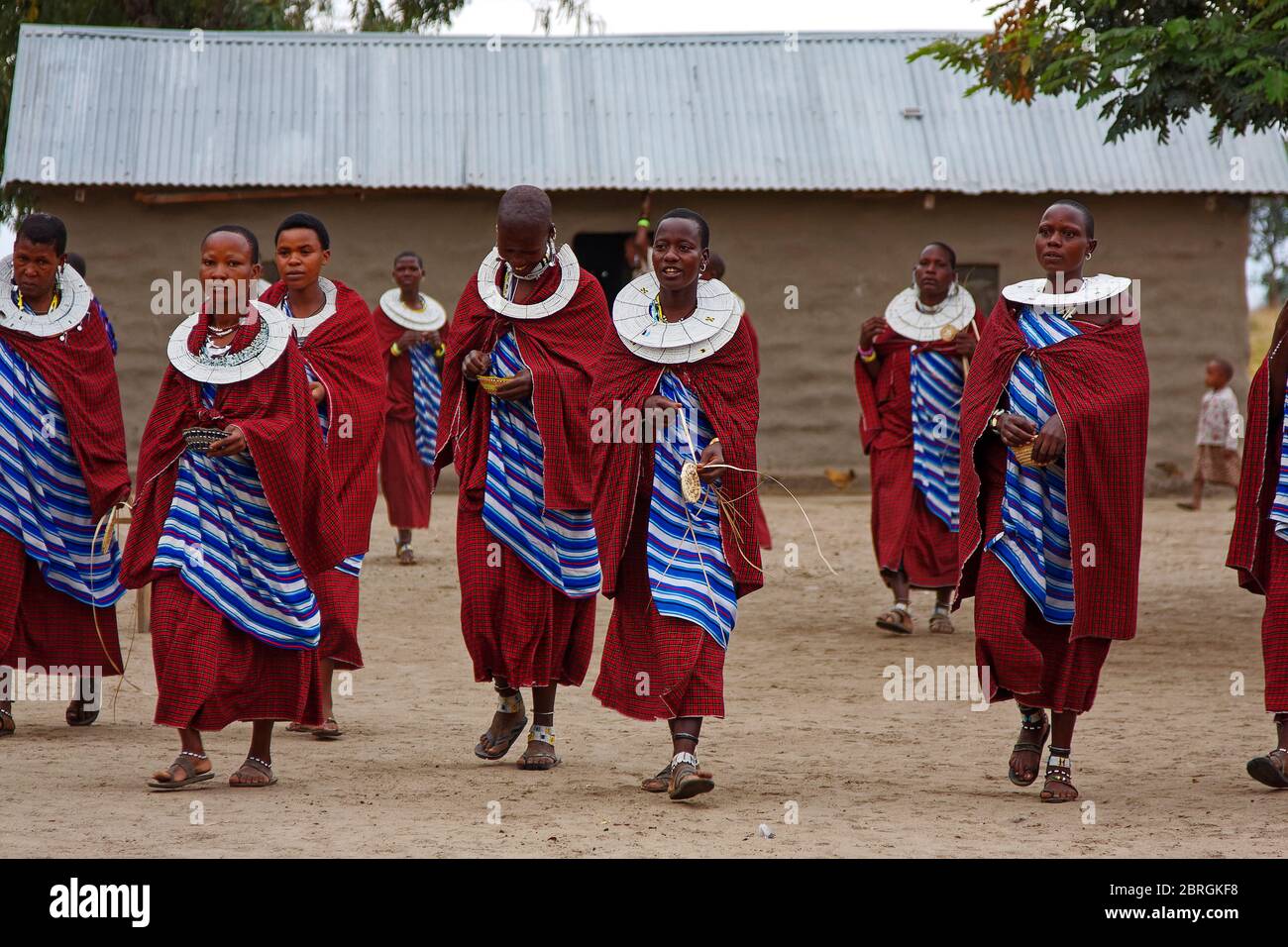 Maasai women walking, group, traditional dress, white beaded round ...