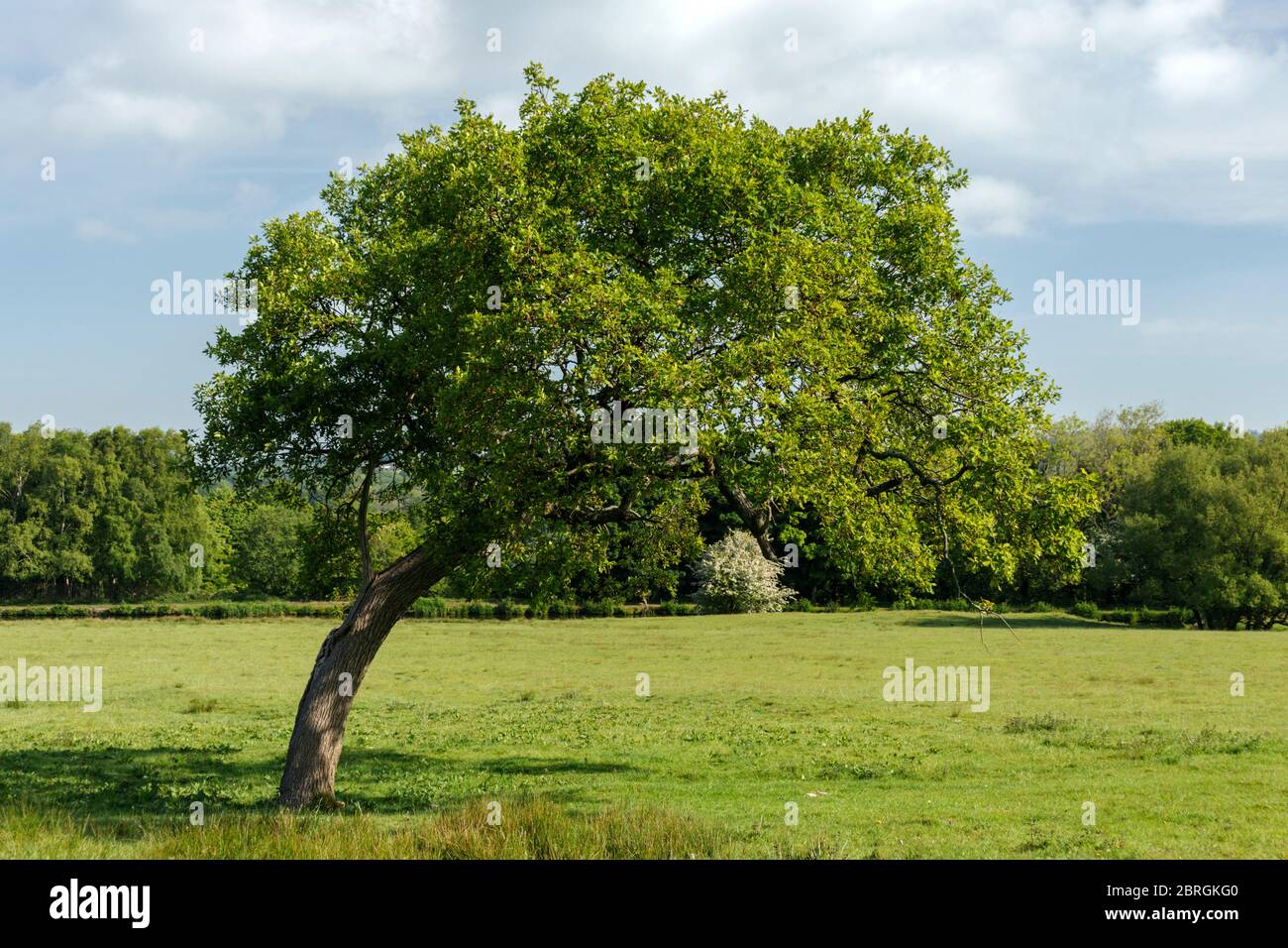 Witton weavers way hi-res stock photography and images - Alamy