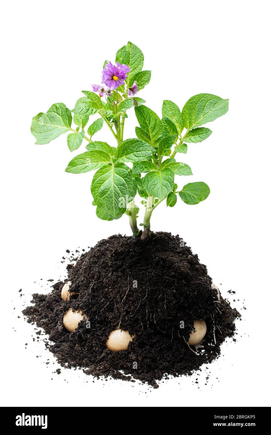 Plant without soil Cut Out Stock Images & Pictures - Alamy