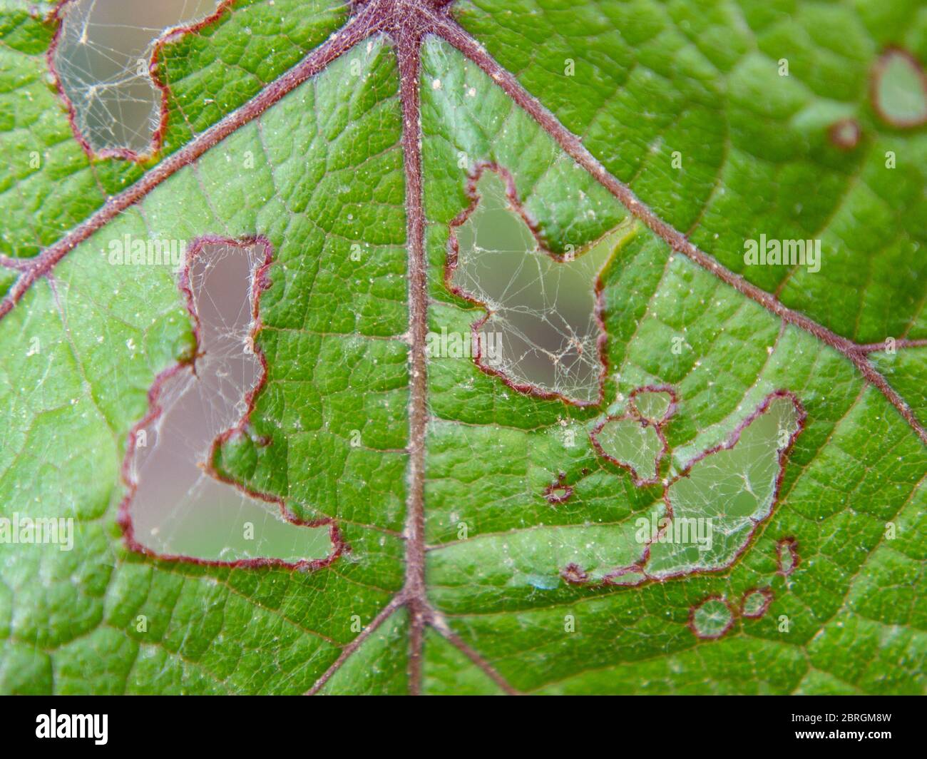 Pest of grapevines hi-res stock photography and images - Alamy