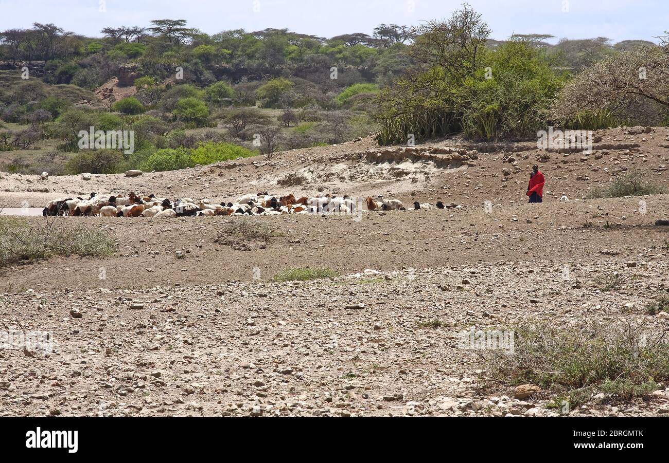 Maasai man tending traditional red shuka hi-res stock photography and ...