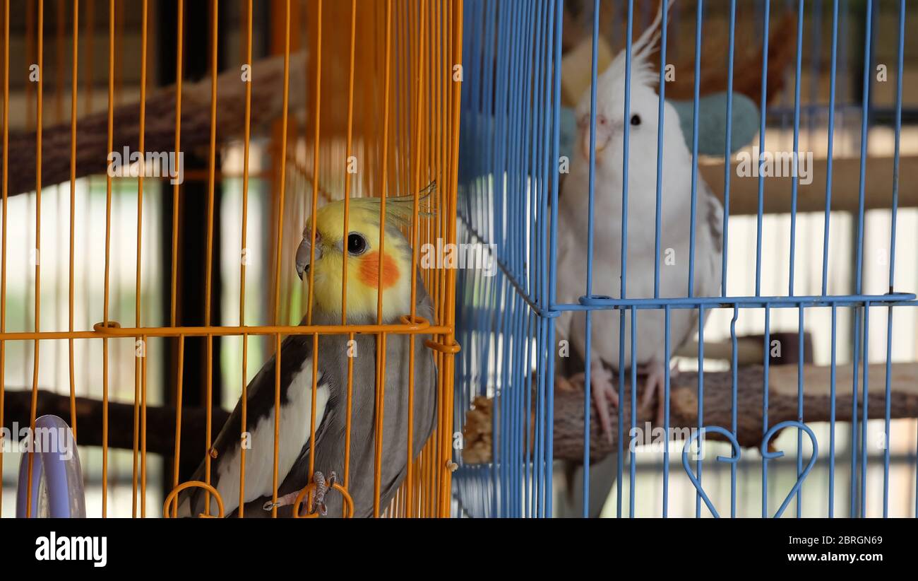 A white faced pied cockatiel and a gray cockatiel in separate cages ...