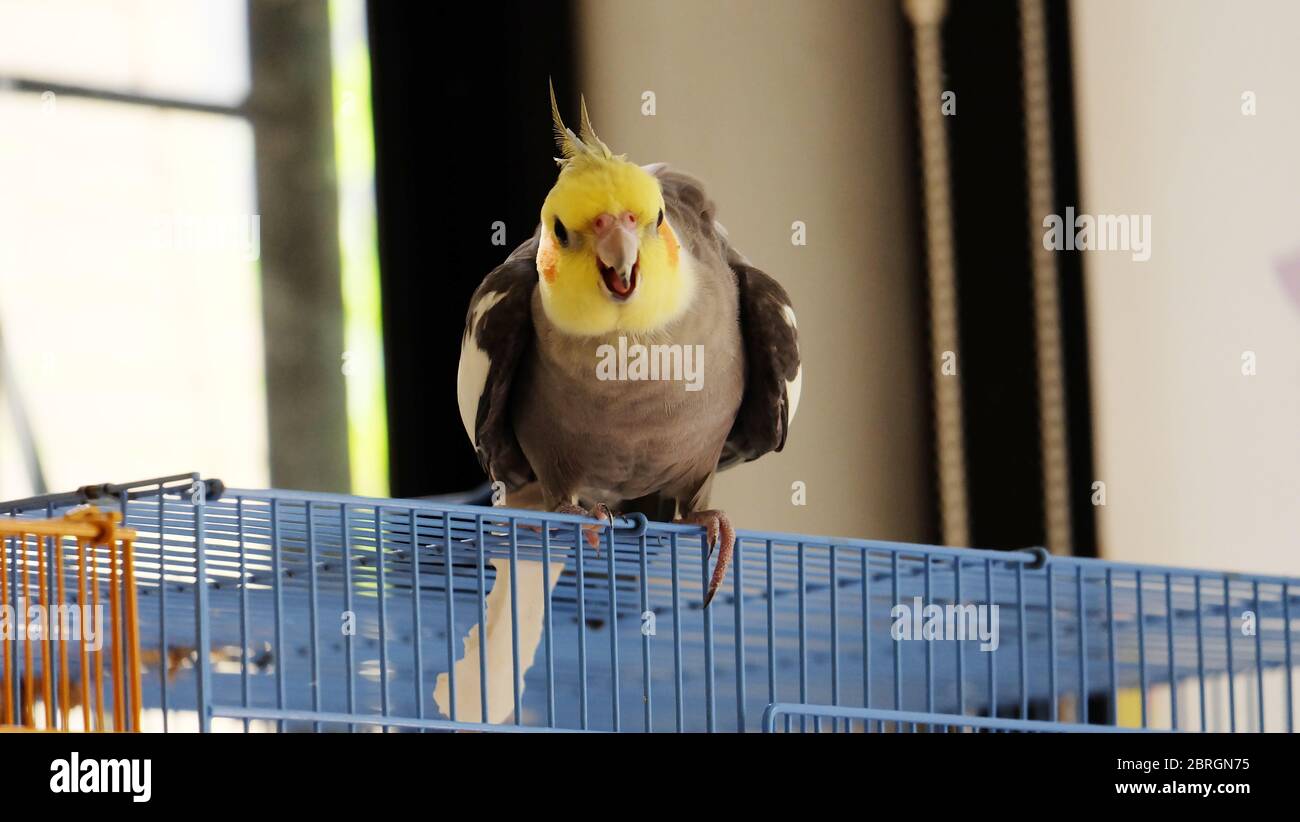 Facing forward hi-res stock photography and images - Alamy