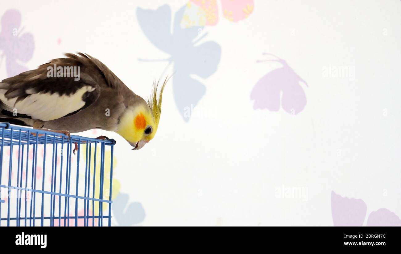 A gray cockatiel with red cheek, standing on top of its cage, with its ...