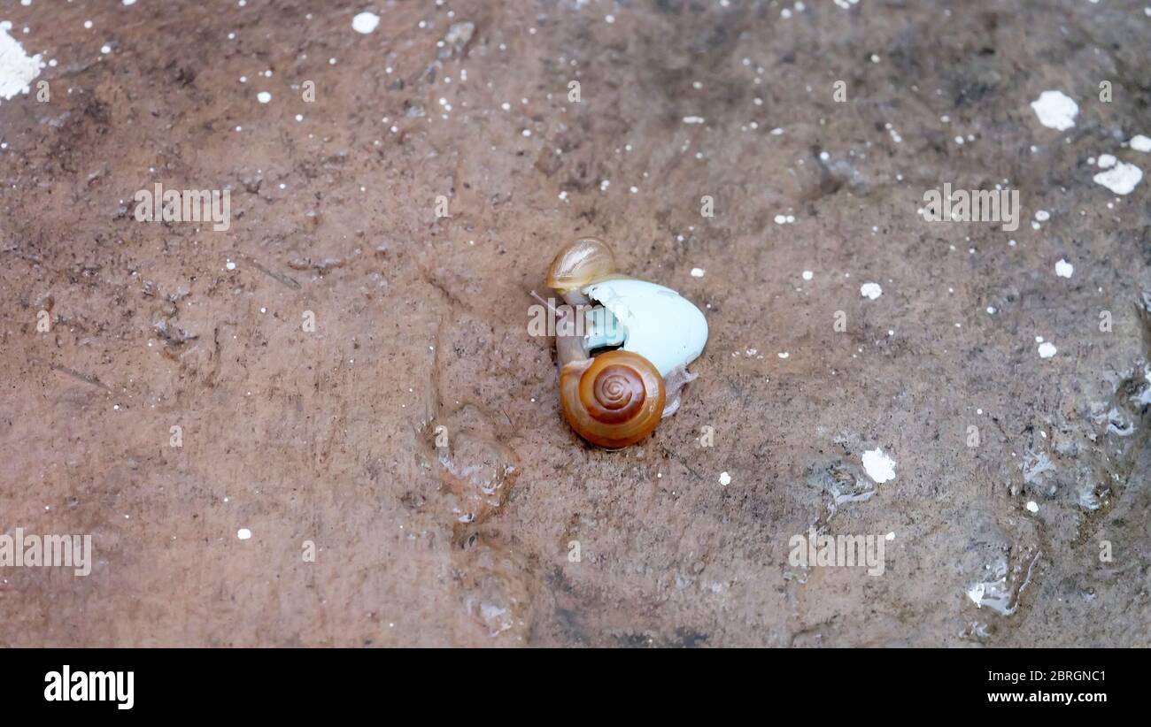 Two small garden snails crawling into an empty blue egg shell, on a ...