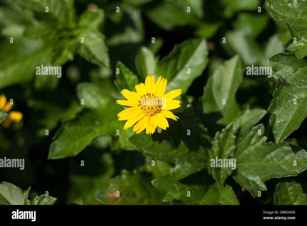 Closeup Small Yellow Singapore daisy flower Stock Photo - Alamy