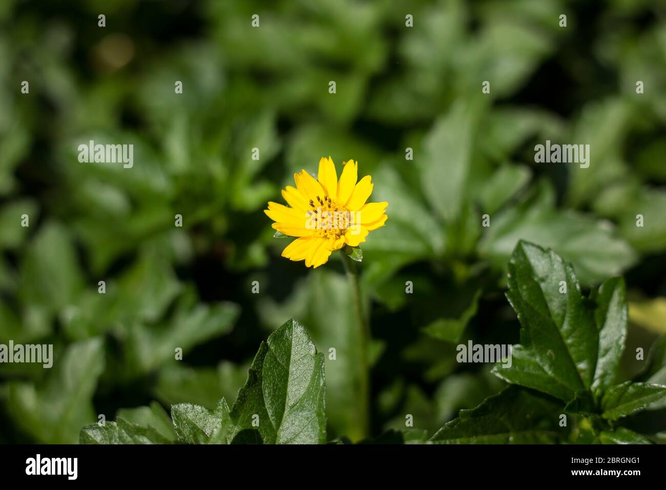 Closeup Small Yellow Singapore daisy flower Stock Photo - Alamy