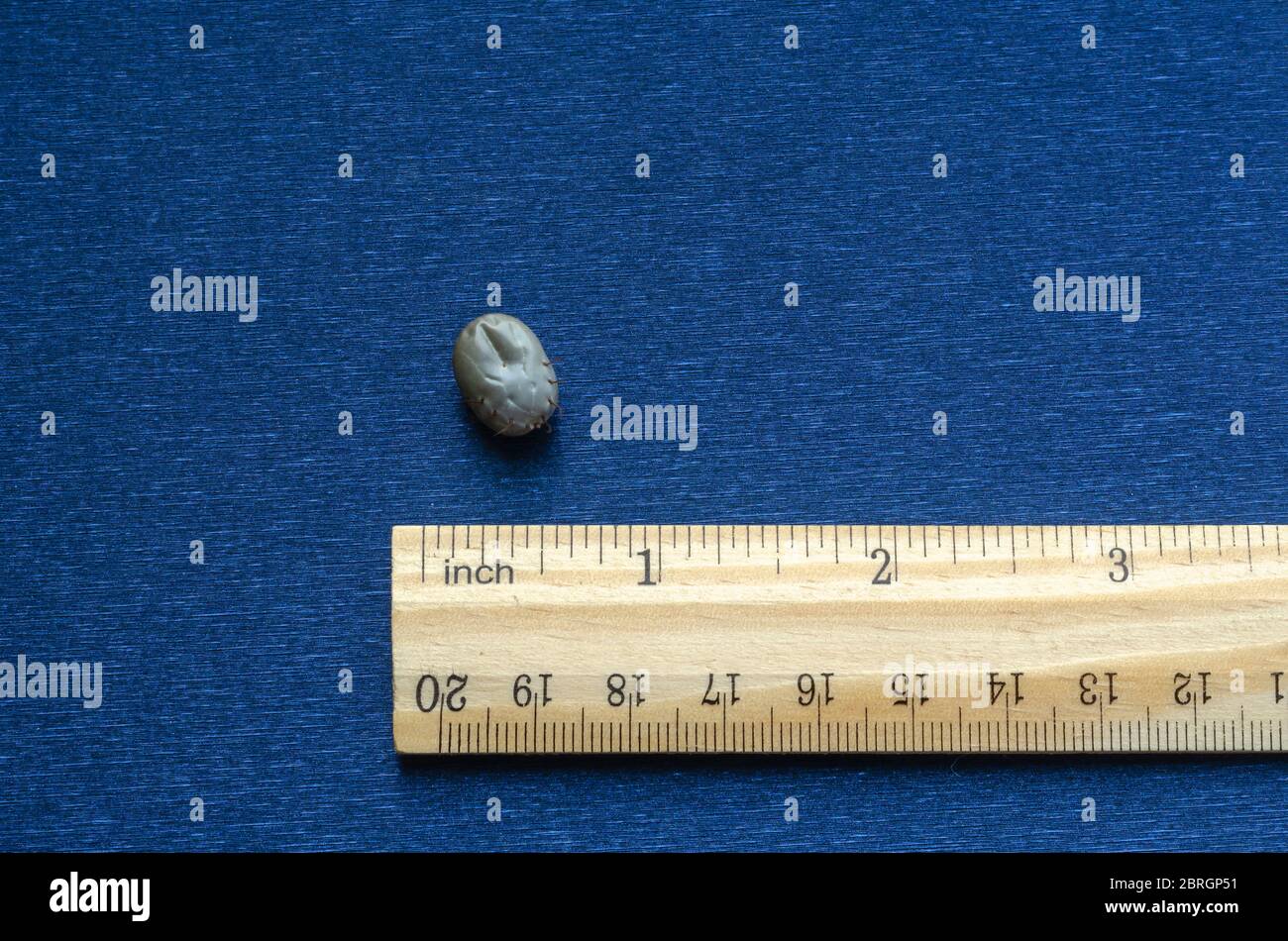 Ixodidae. Gray ixodid tick on a blue background. A tick full of blood ...