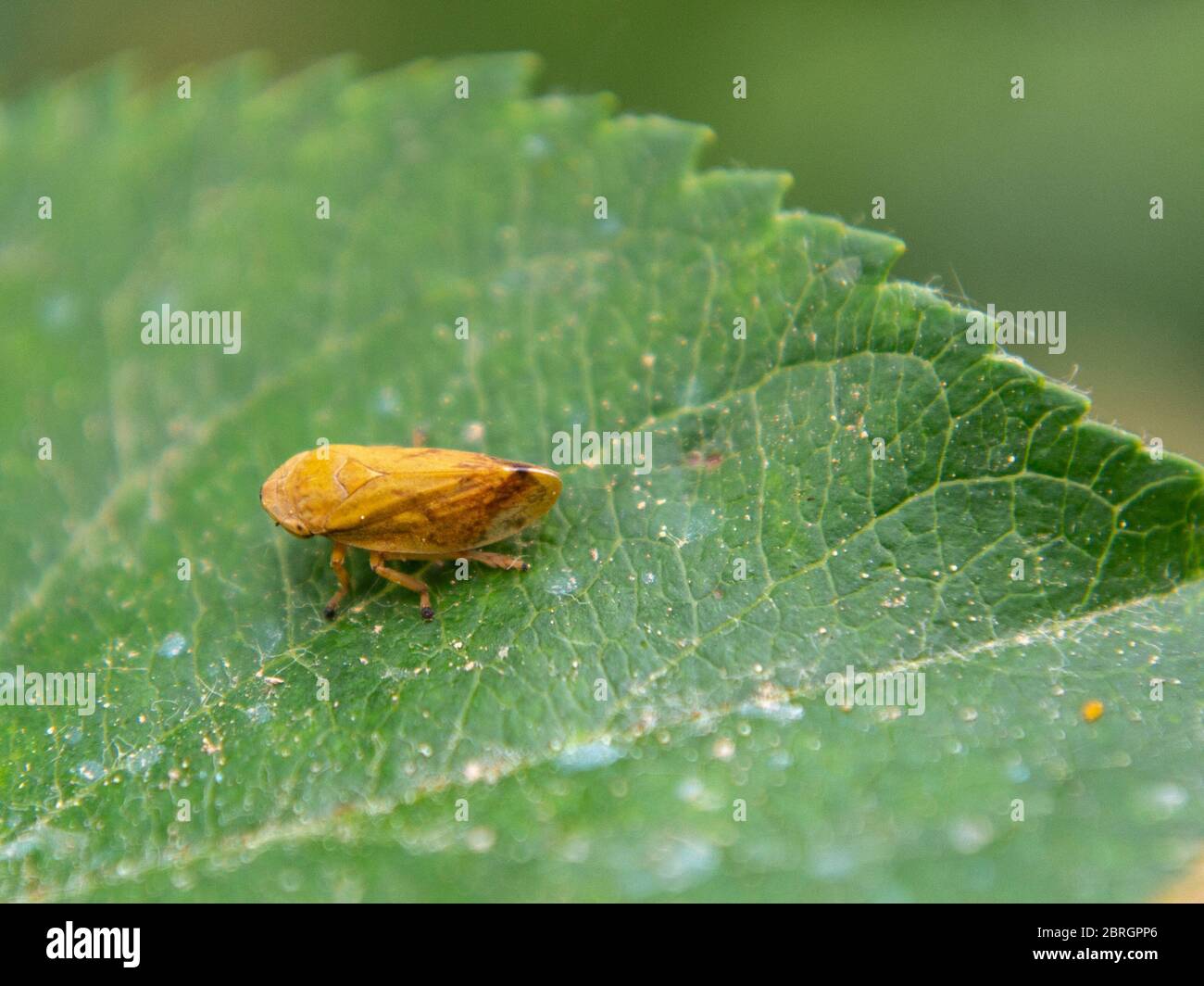 Spittlebug hi-res stock photography and images - Alamy