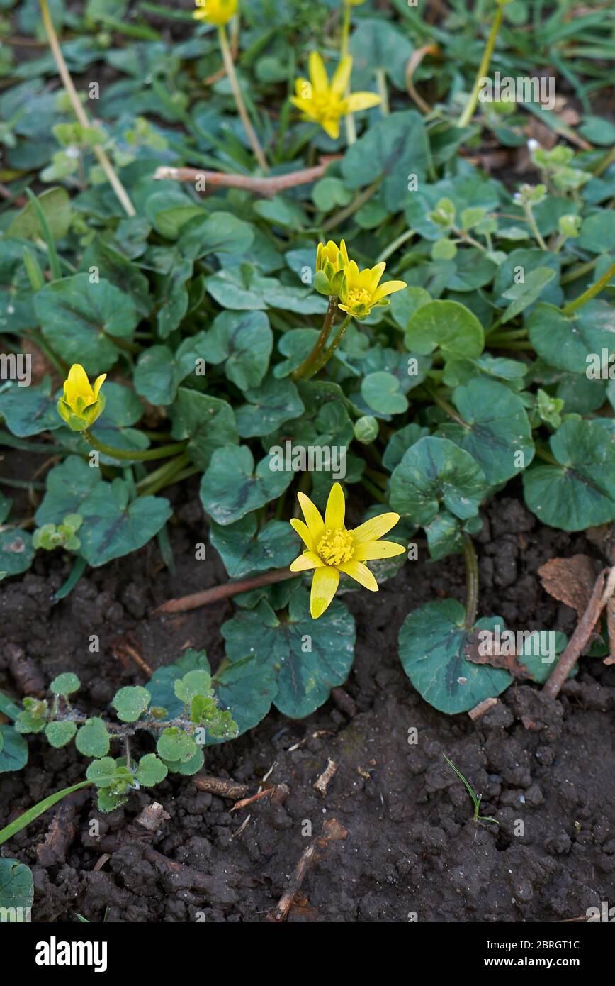 Ficaria verna yellow inflorescence Stock Photo - Alamy