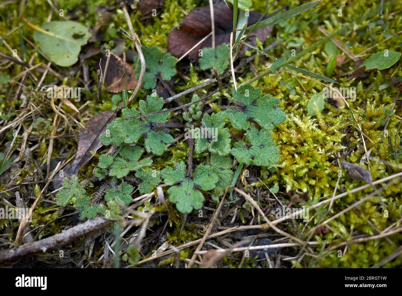 Ranunculus bulbosus yellow flowers and textured leaves Stock Photo - Alamy