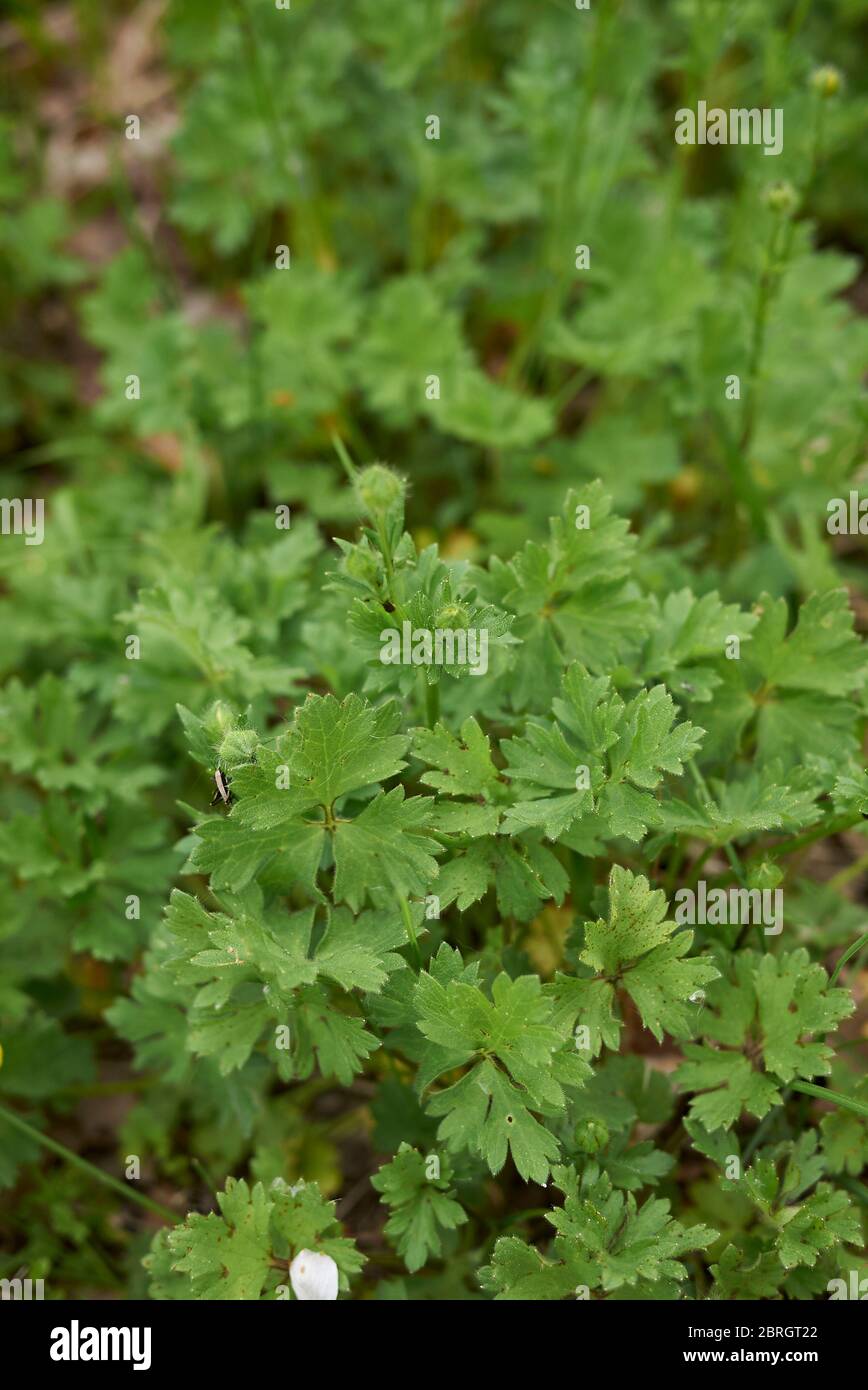 Ranunculus bulbosus yellow flowers and textured leaves Stock Photo - Alamy