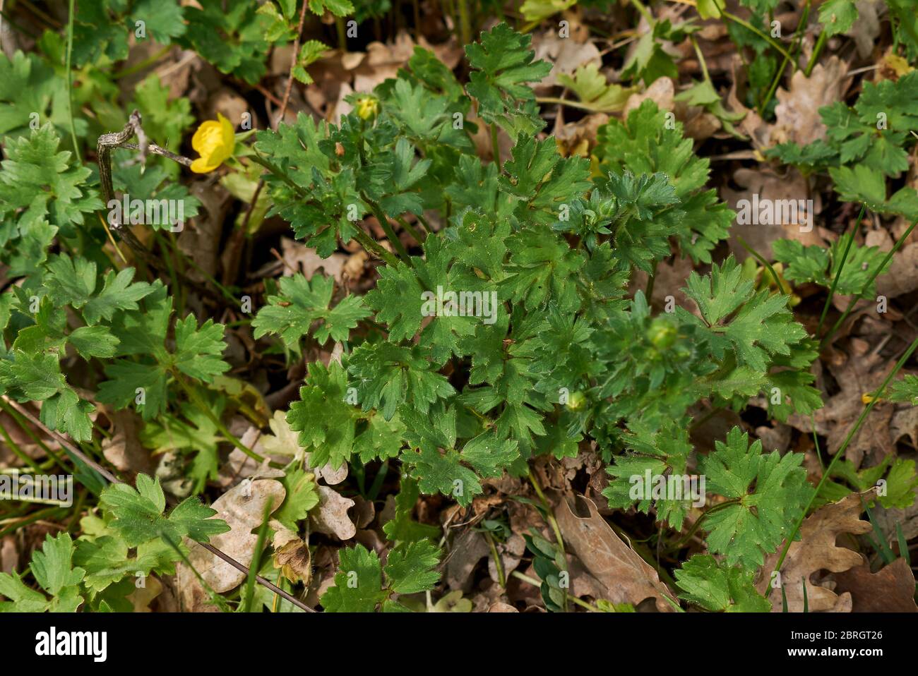 Ranunculus bulbosus yellow flowers and textured leaves Stock Photo - Alamy