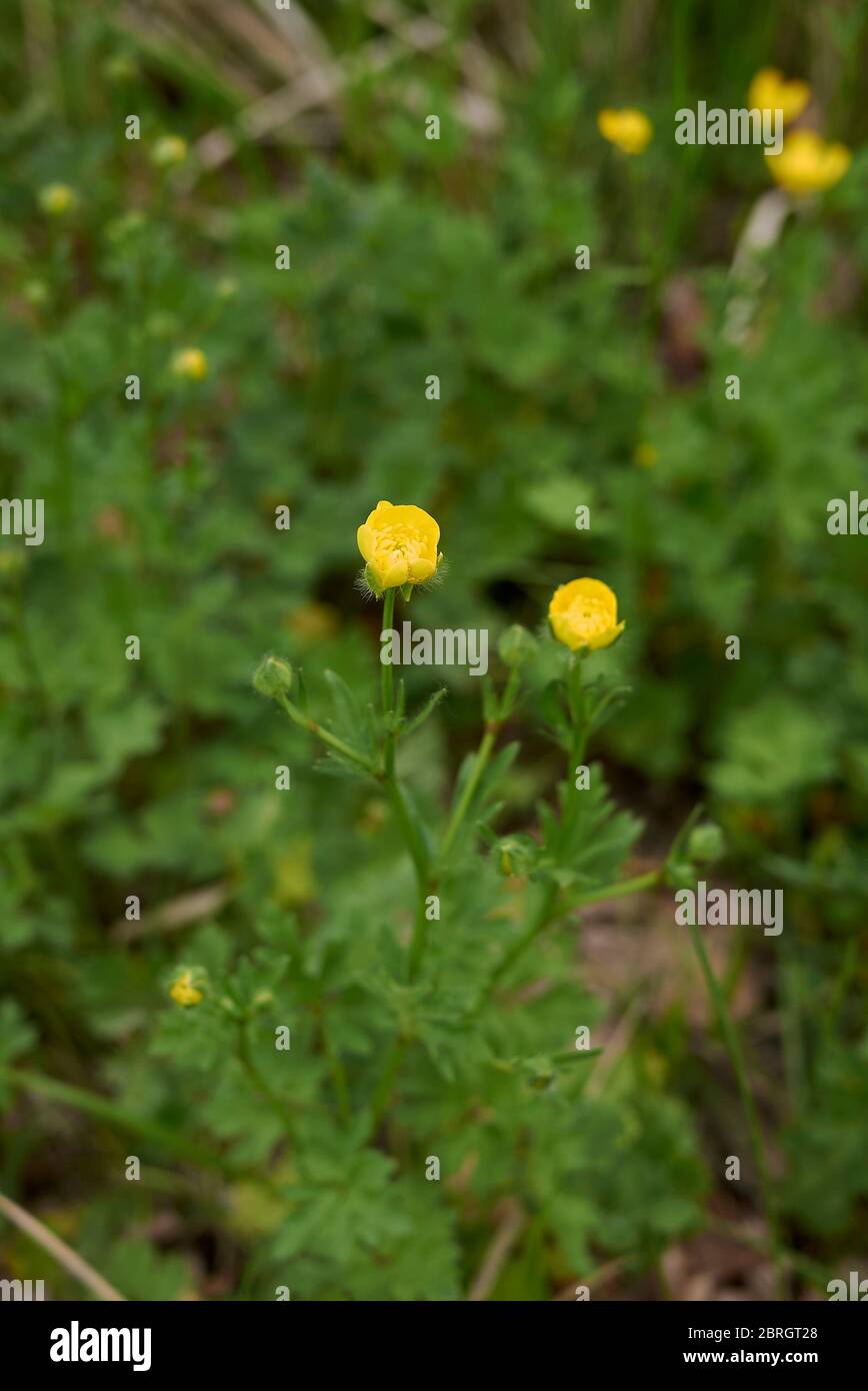 Ranunculus bulbosus yellow flowers and textured leaves Stock Photo - Alamy