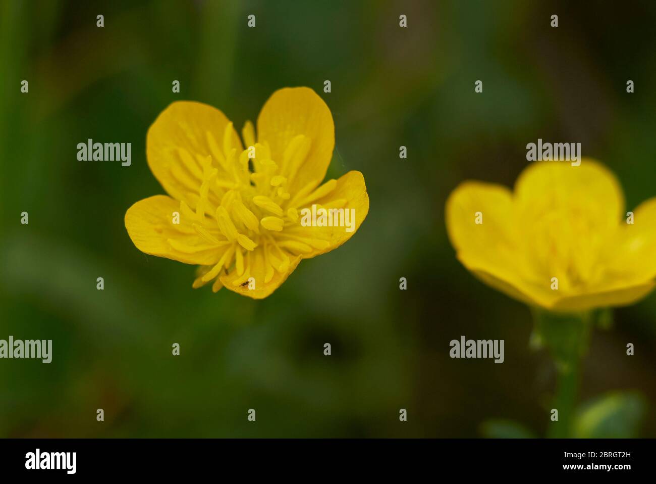 Ranunculus bulbosus yellow flowers and textured leaves Stock Photo - Alamy