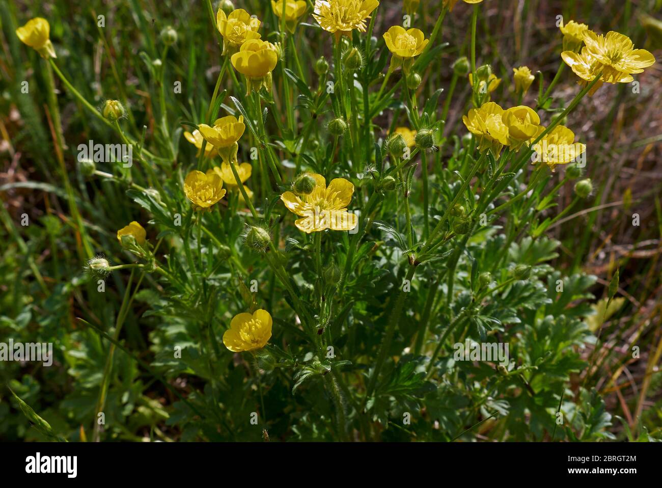 Ranunculus bulbosus yellow flowers and textured leaves Stock Photo - Alamy