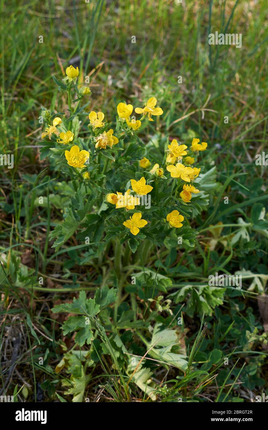 Ranunculus bulbosus yellow flowers and textured leaves Stock Photo - Alamy