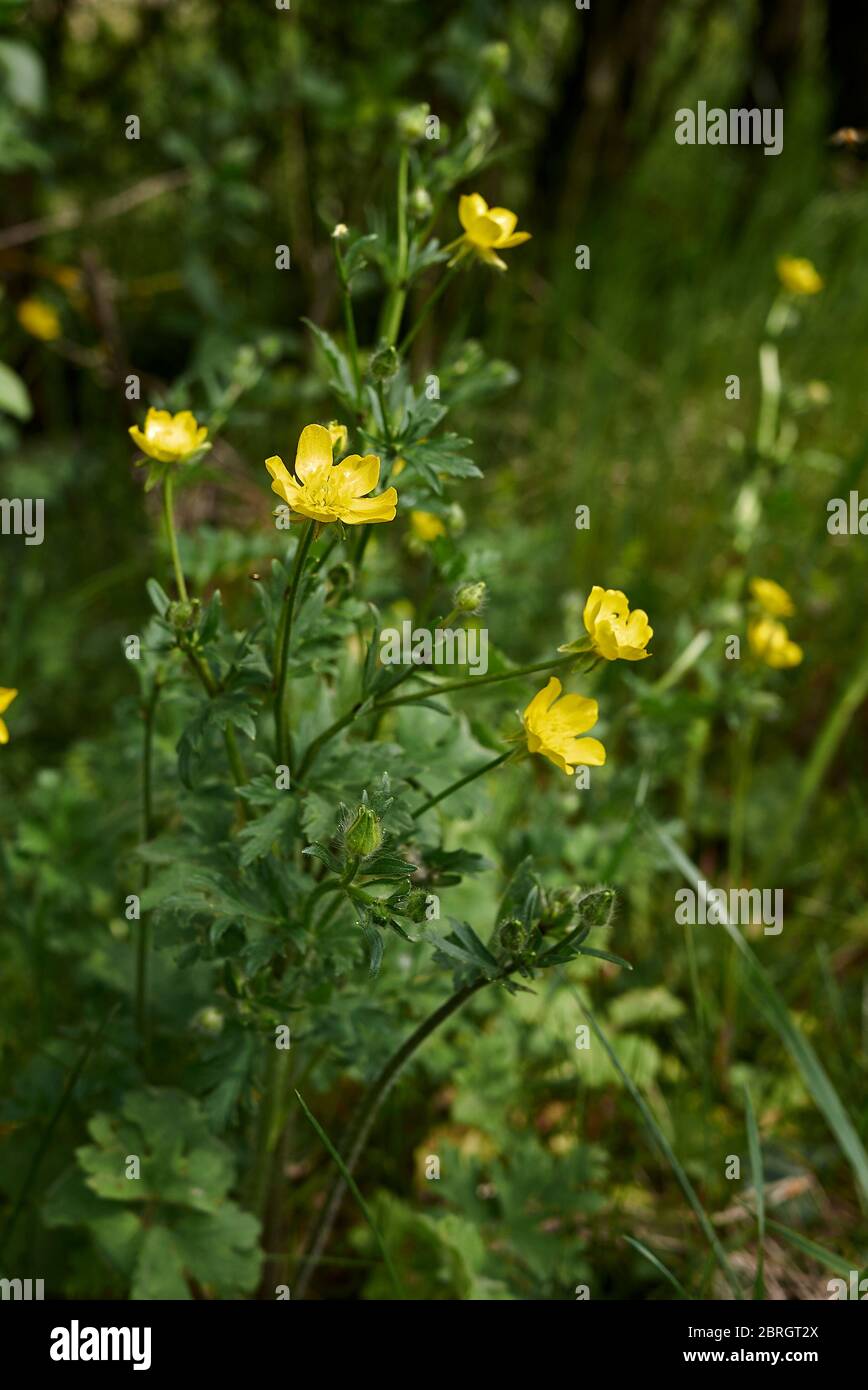 Ranunculus bulbosus yellow flowers and textured leaves Stock Photo - Alamy