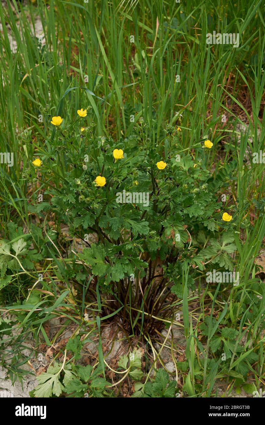 Ranunculus bulbosus yellow flowers and textured leaves Stock Photo - Alamy