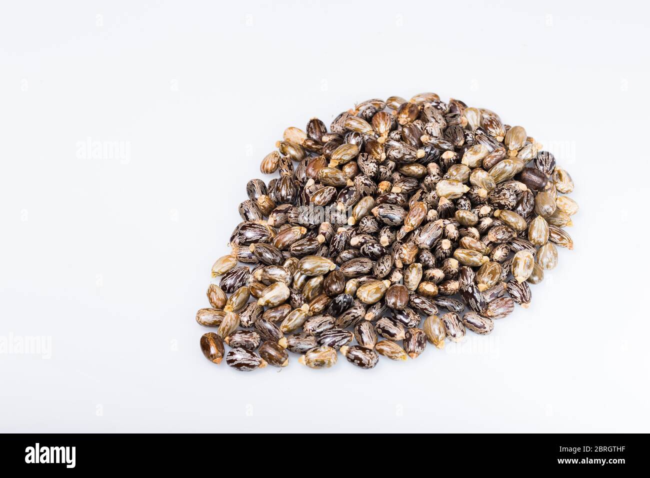 castor beans isolated on white background, close-up image Stock Photo ...
