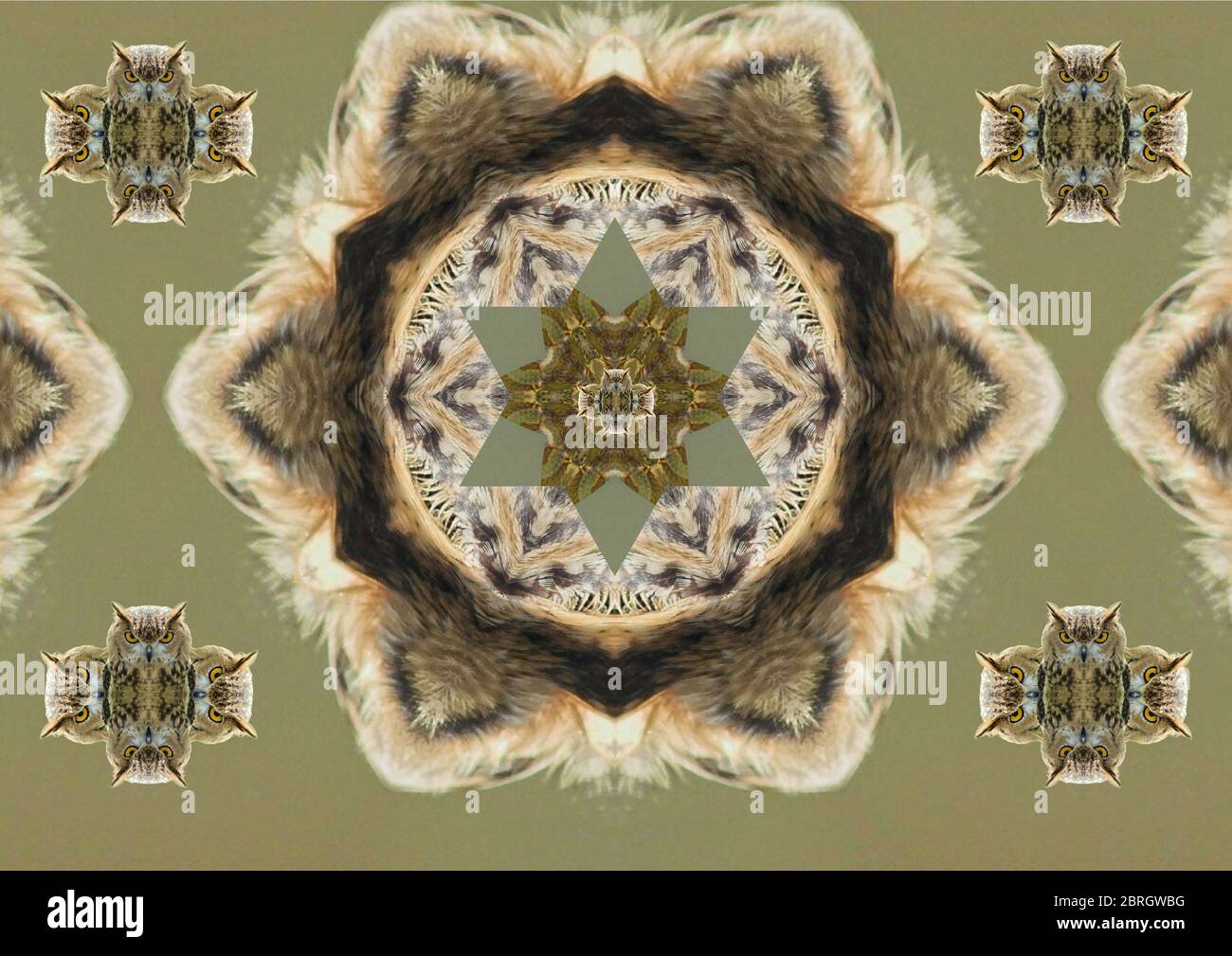 Mandala owl hi-res stock photography and images - Alamy