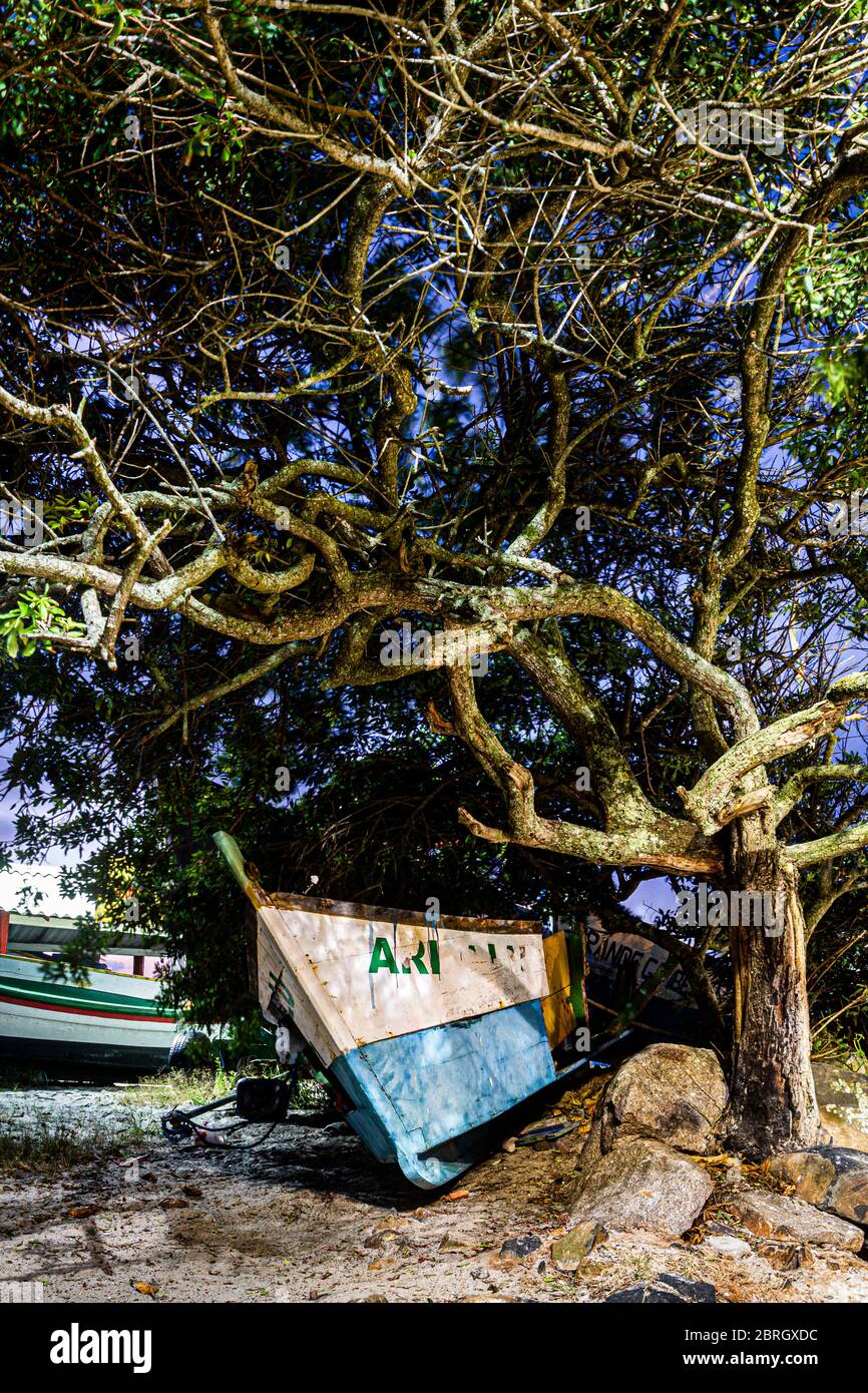 Boat under trees hi-res stock photography and images - Alamy
