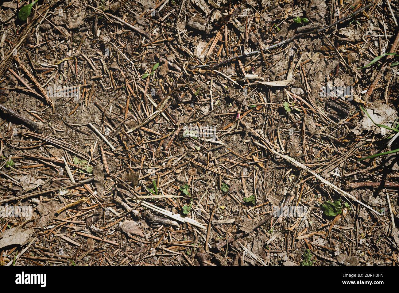 Natural pine forest ground with some leaves, twigs and seeds. Forest ...