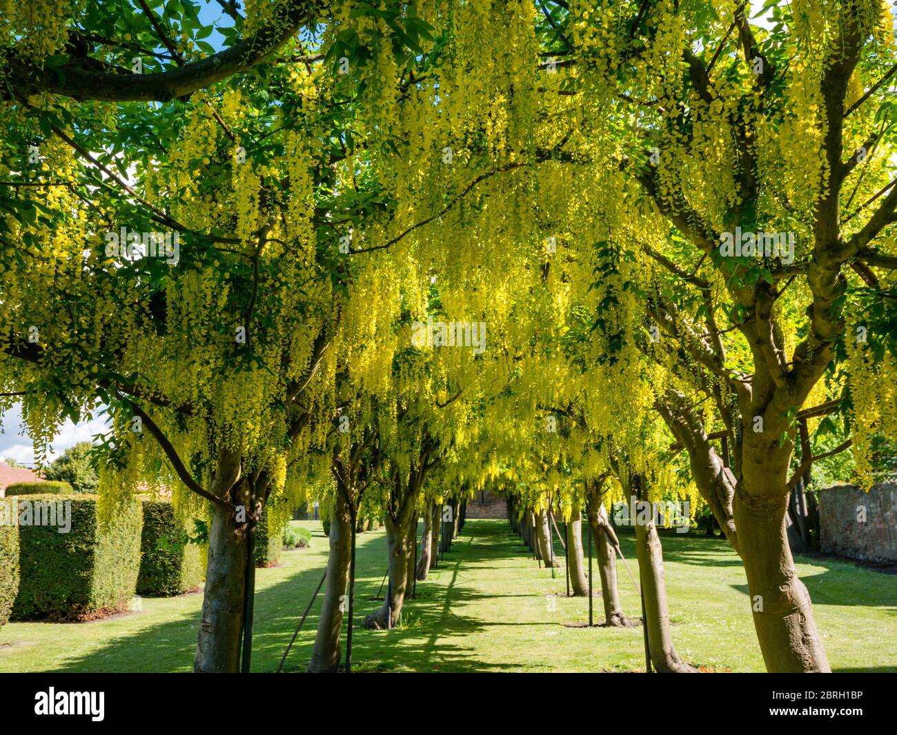Laburnum in bloom hi-res stock photography and images - Alamy