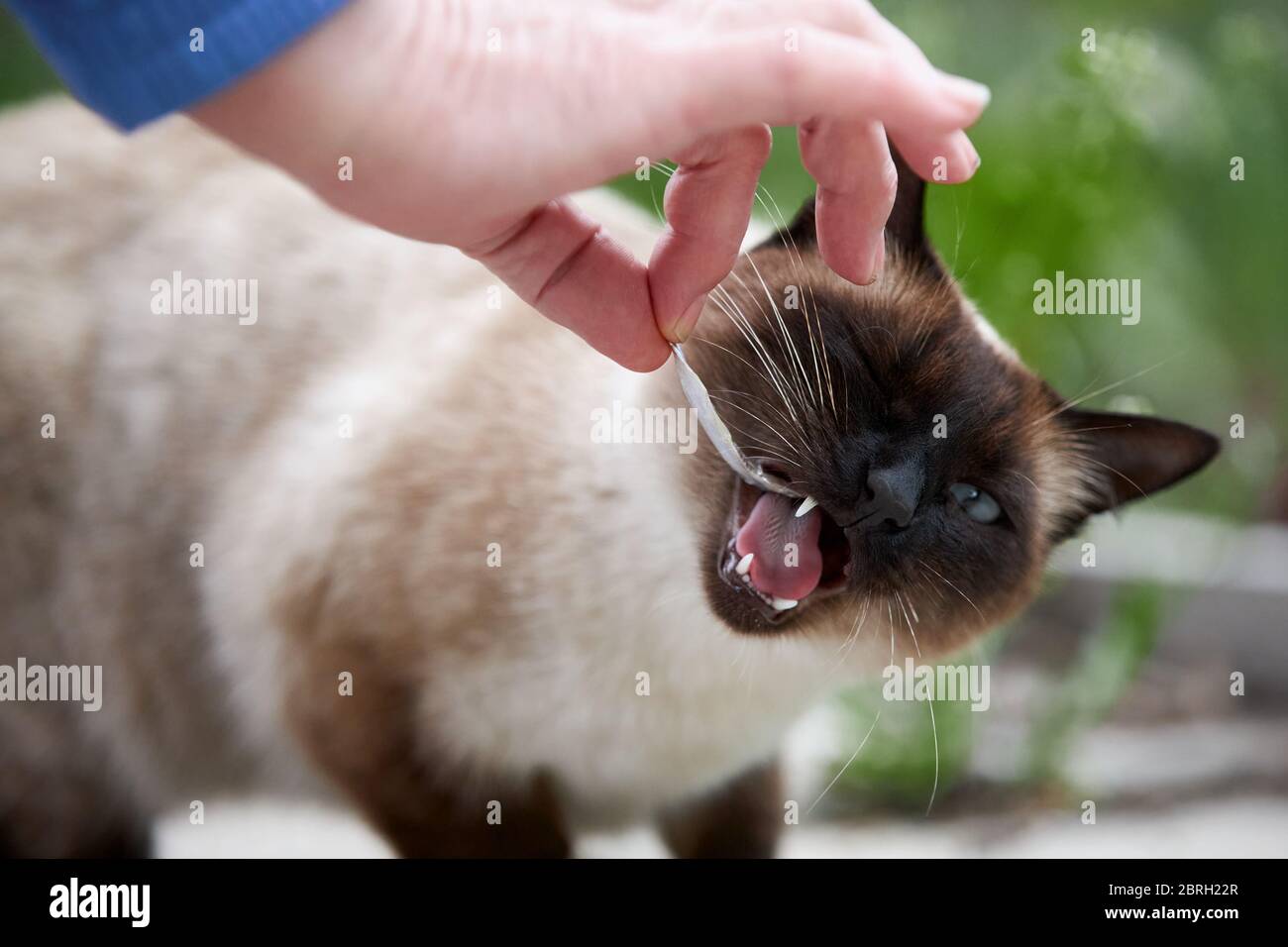 Siamese cat eating a small fish from the hands of man Stock Photo - Alamy