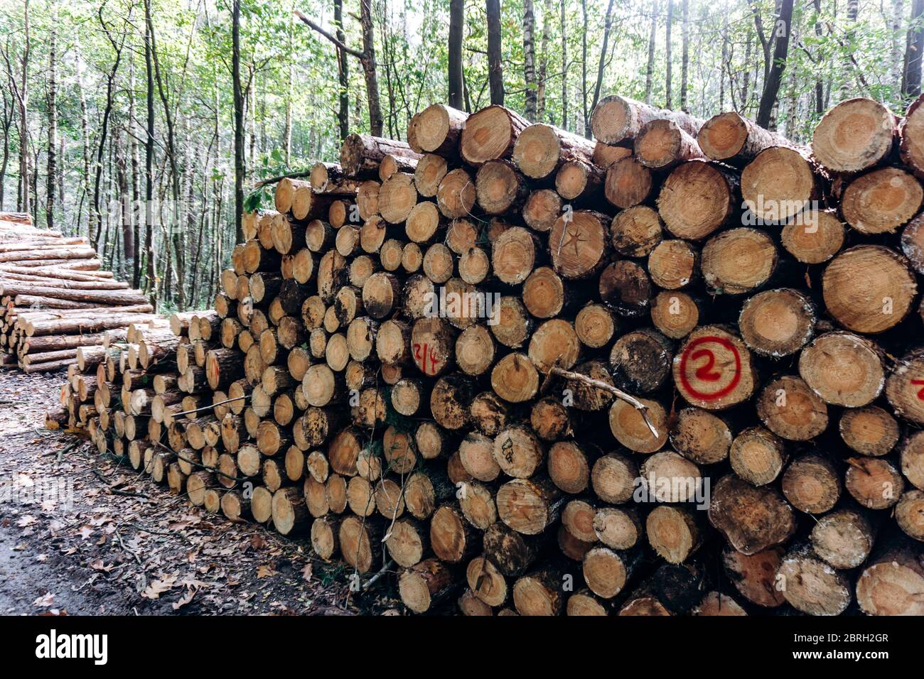 Freshly cut logs in a Pine forest, stacked Stock Photo - Alamy